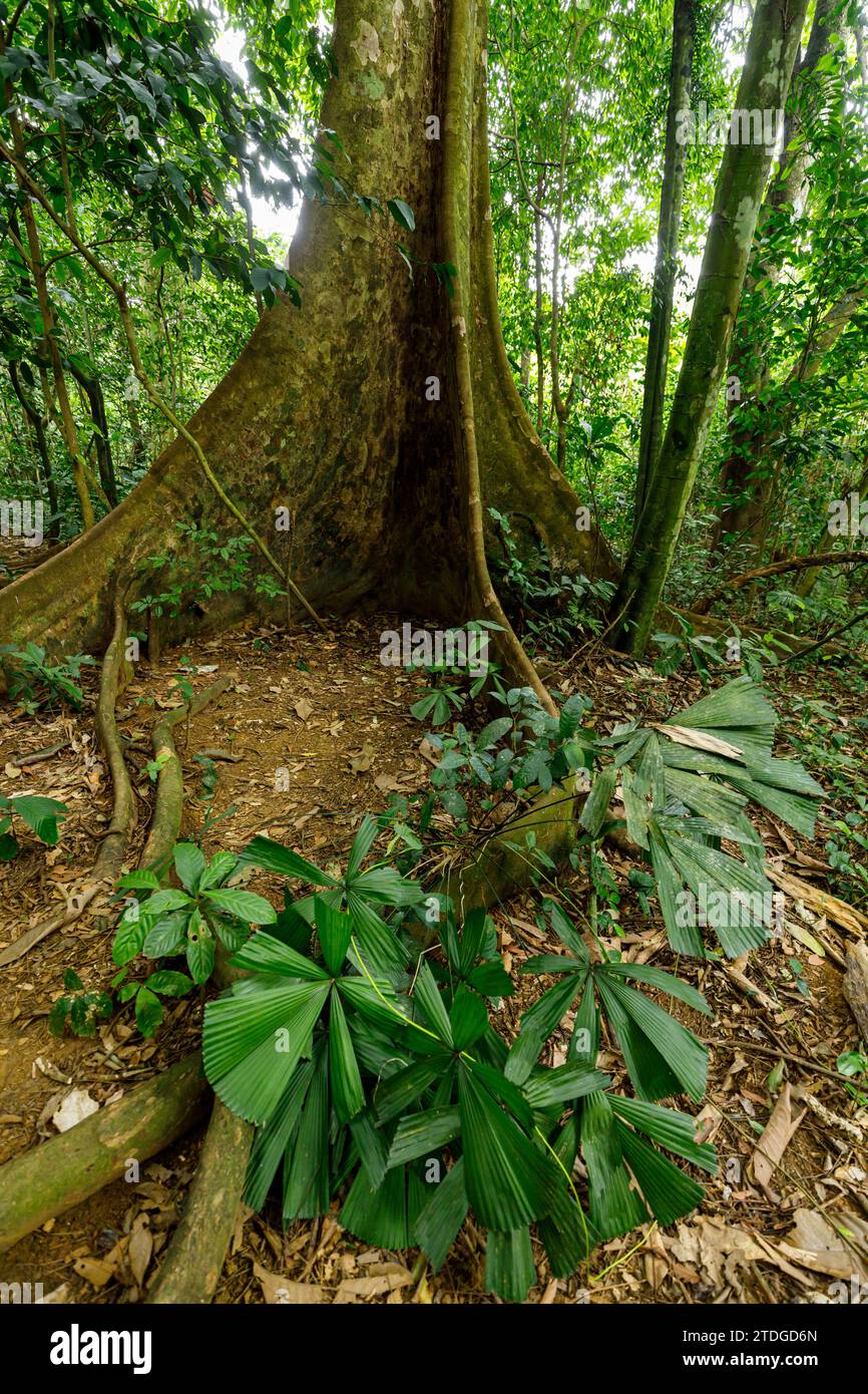 Leaves and Trees in the Jungle of Cuc Phuong National Park in Vietnam ...