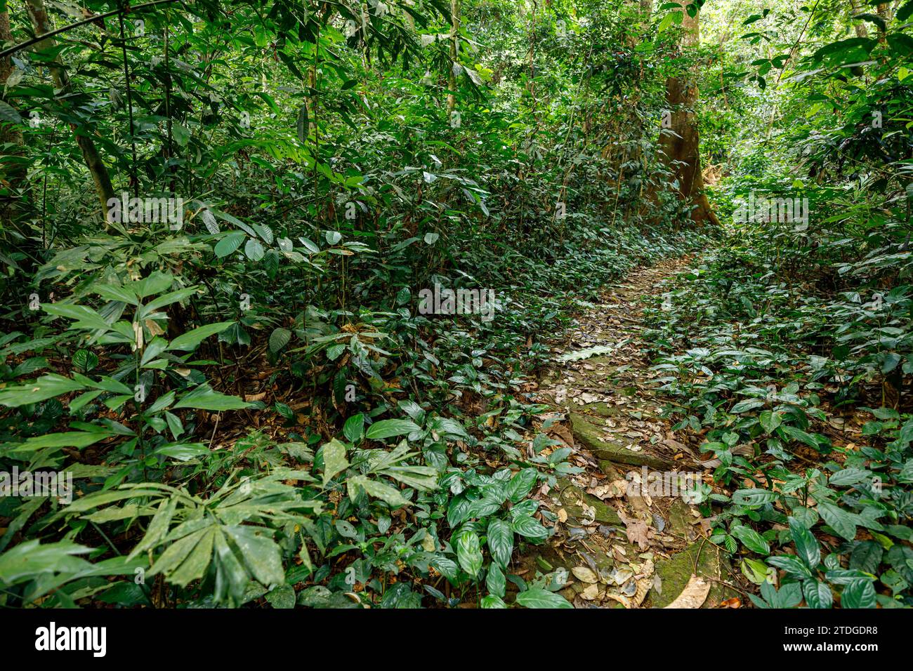 Leaves and Trees in the Jungle of Cuc Phuong National Park in Vietnam ...