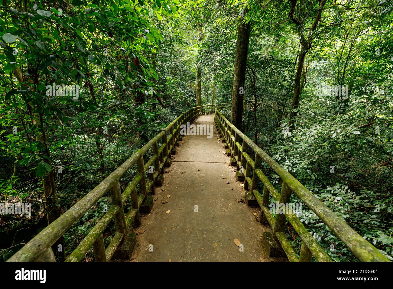 Leaves and Trees in the Jungle of Cuc Phuong National Park in Vietnam ...