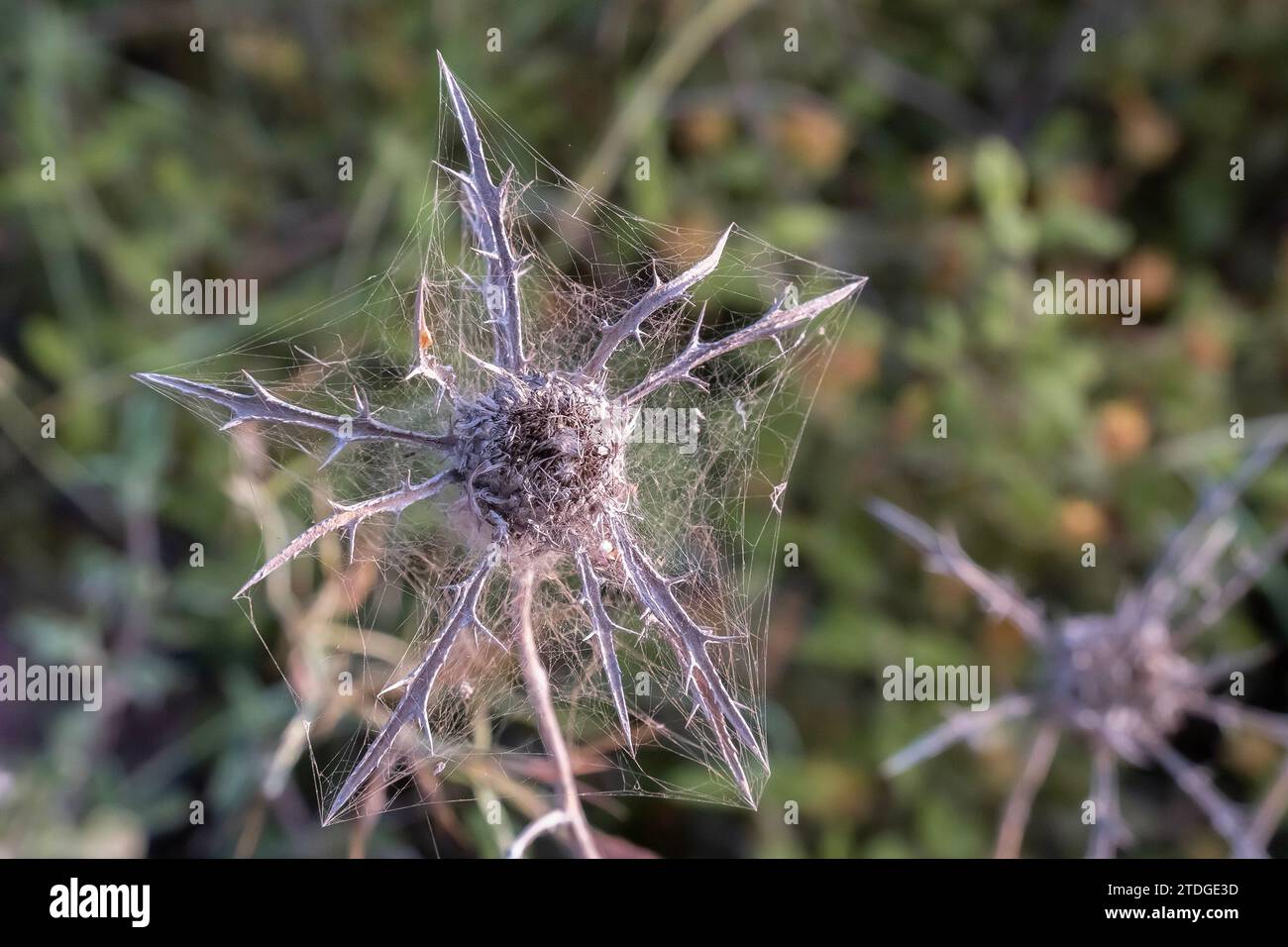Bush covered in webs hi-res stock photography and images - Alamy