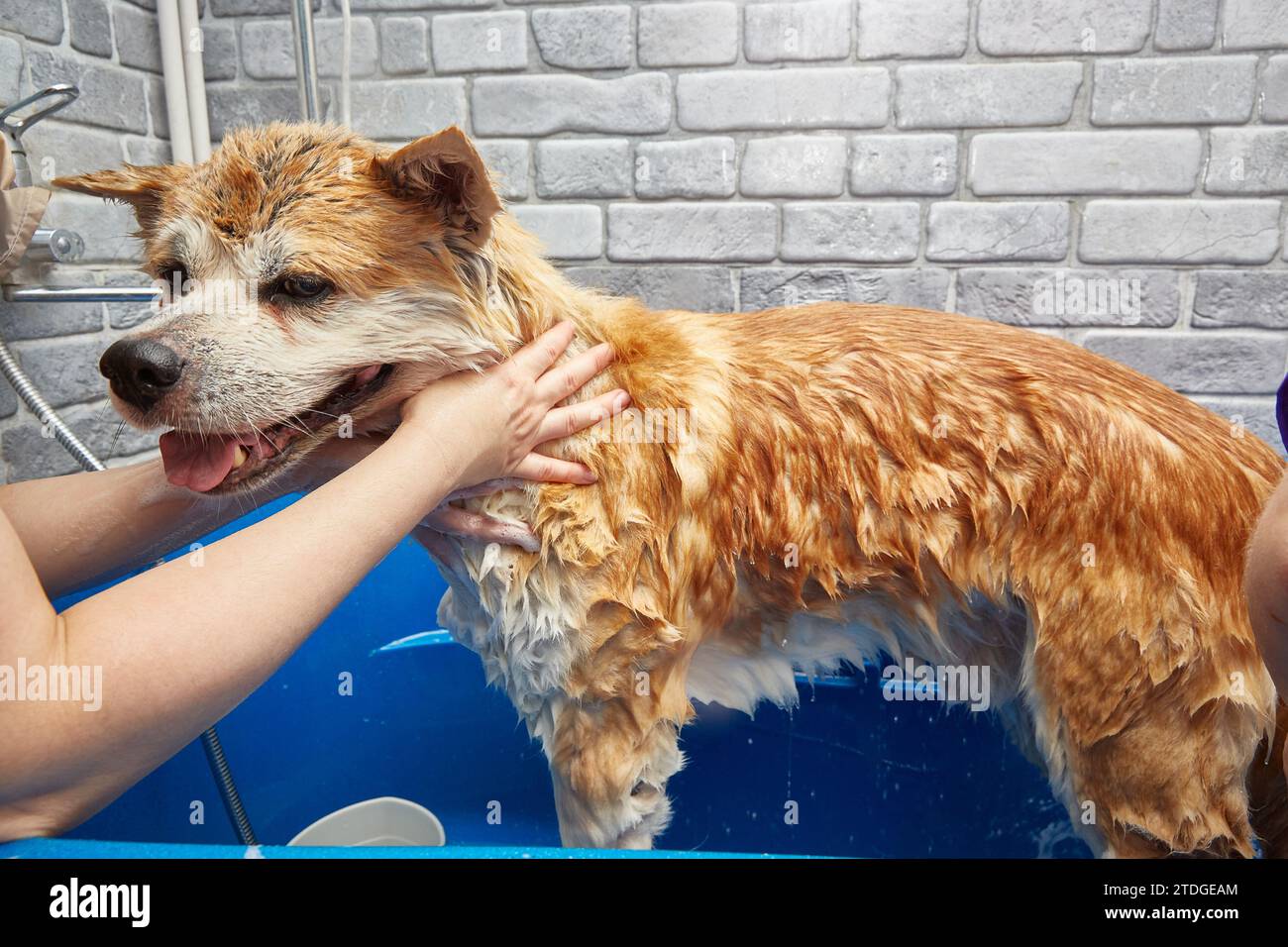 Water wet hair wash washed hi-res stock photography and images - Alamy