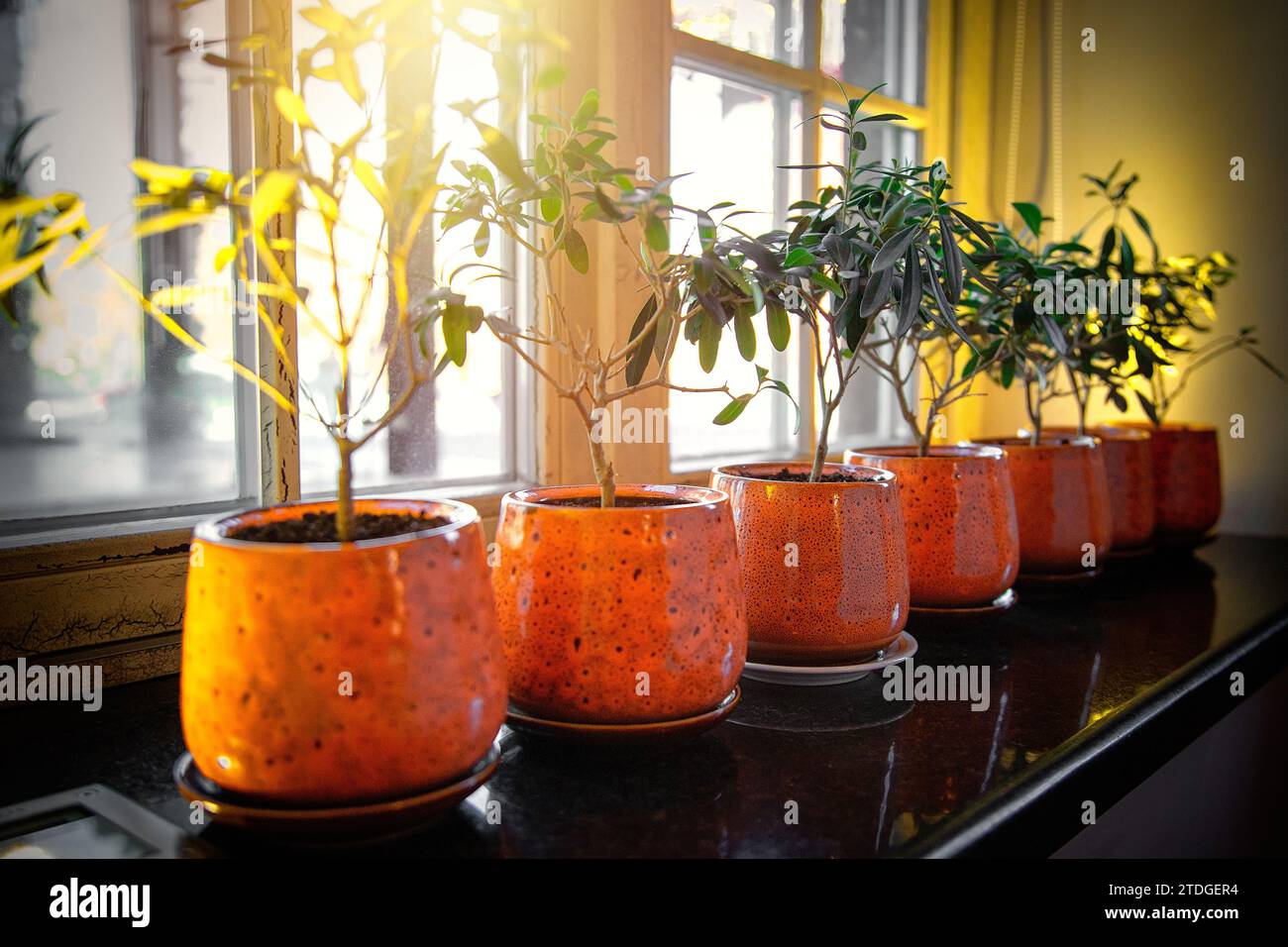Indoor plants in brown ceramic pots stand on the windowsill Stock Photo ...