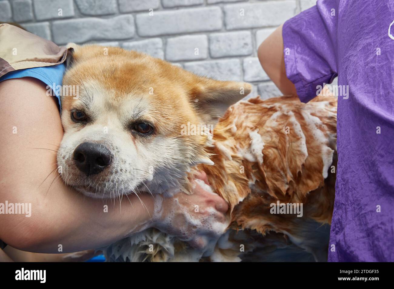 Faceless dog hi-res stock photography and images - Alamy