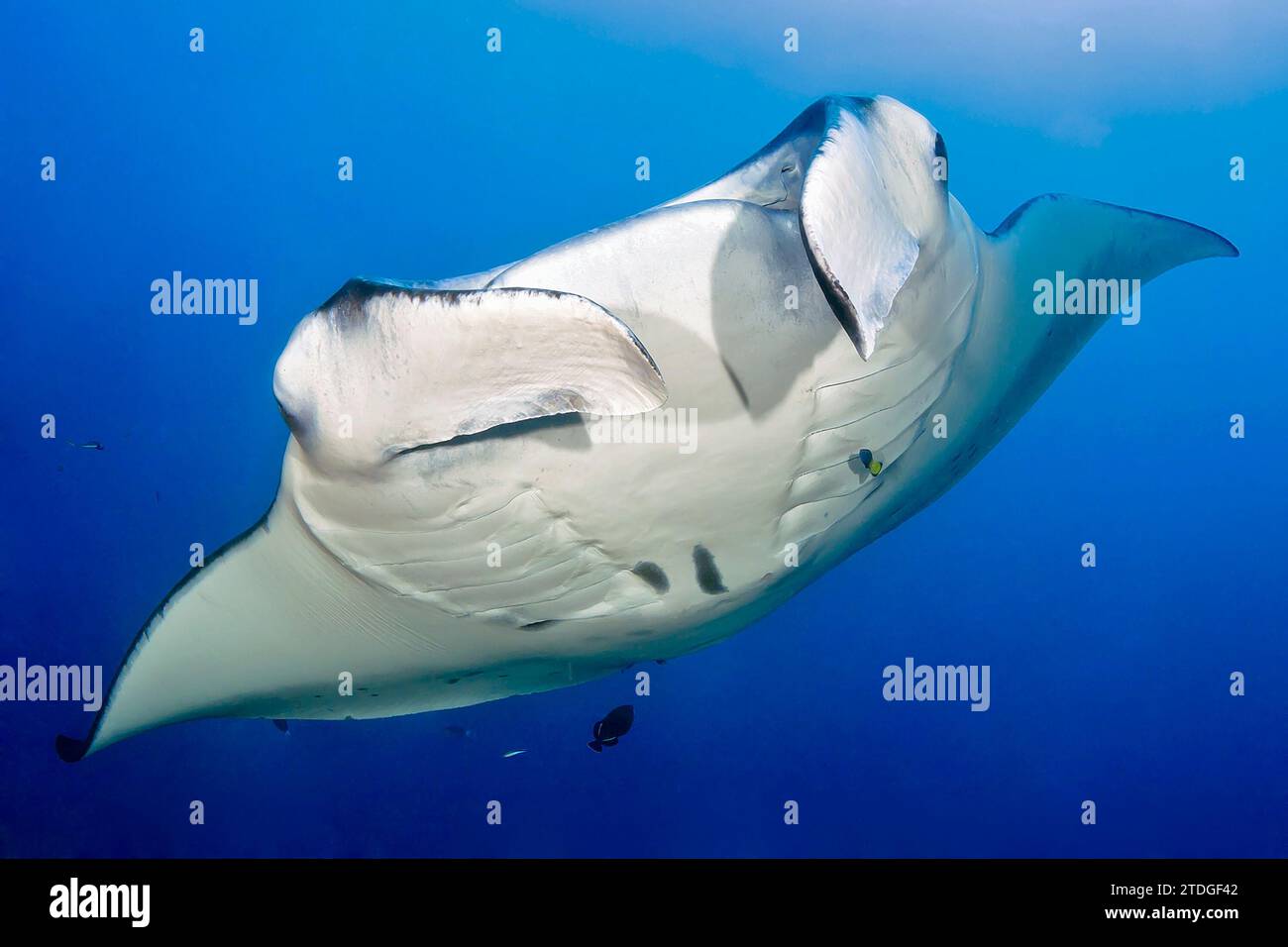 A big Manta Ray of Maldives Islands Stock Photo - Alamy