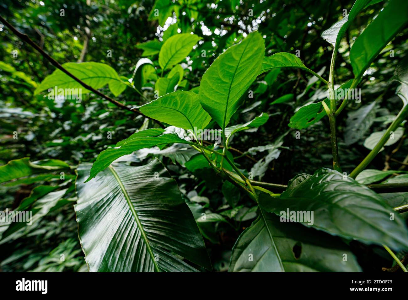 Leaves and Trees in the Jungle of Cuc Phuong National Park in Vietnam ...