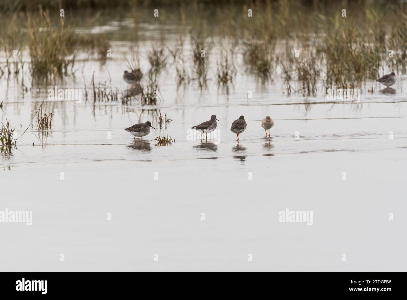 A flock of foraging Redshank (Trina totanus) at Leigh on Sea. One bird ...