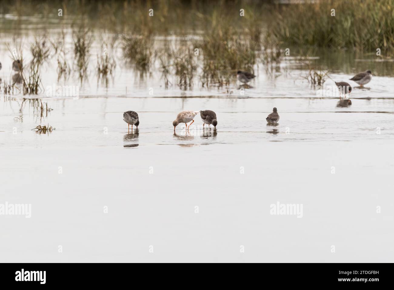 A flock of foraging Redshank (Trina totanus) at Leigh on Sea. One bird ...