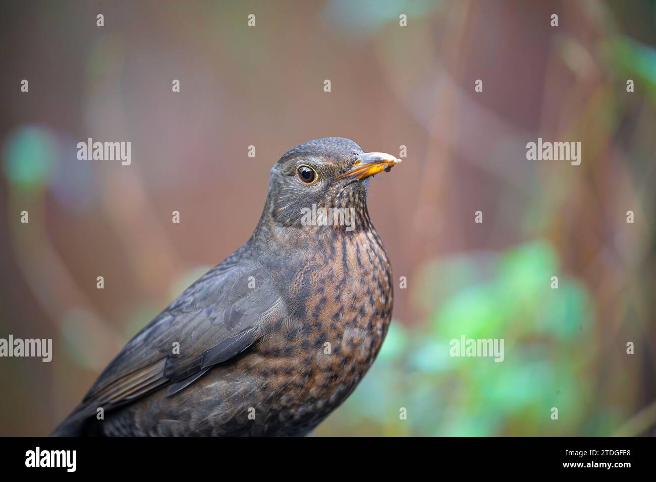 Female blackbird front hi-res stock photography and images - Alamy