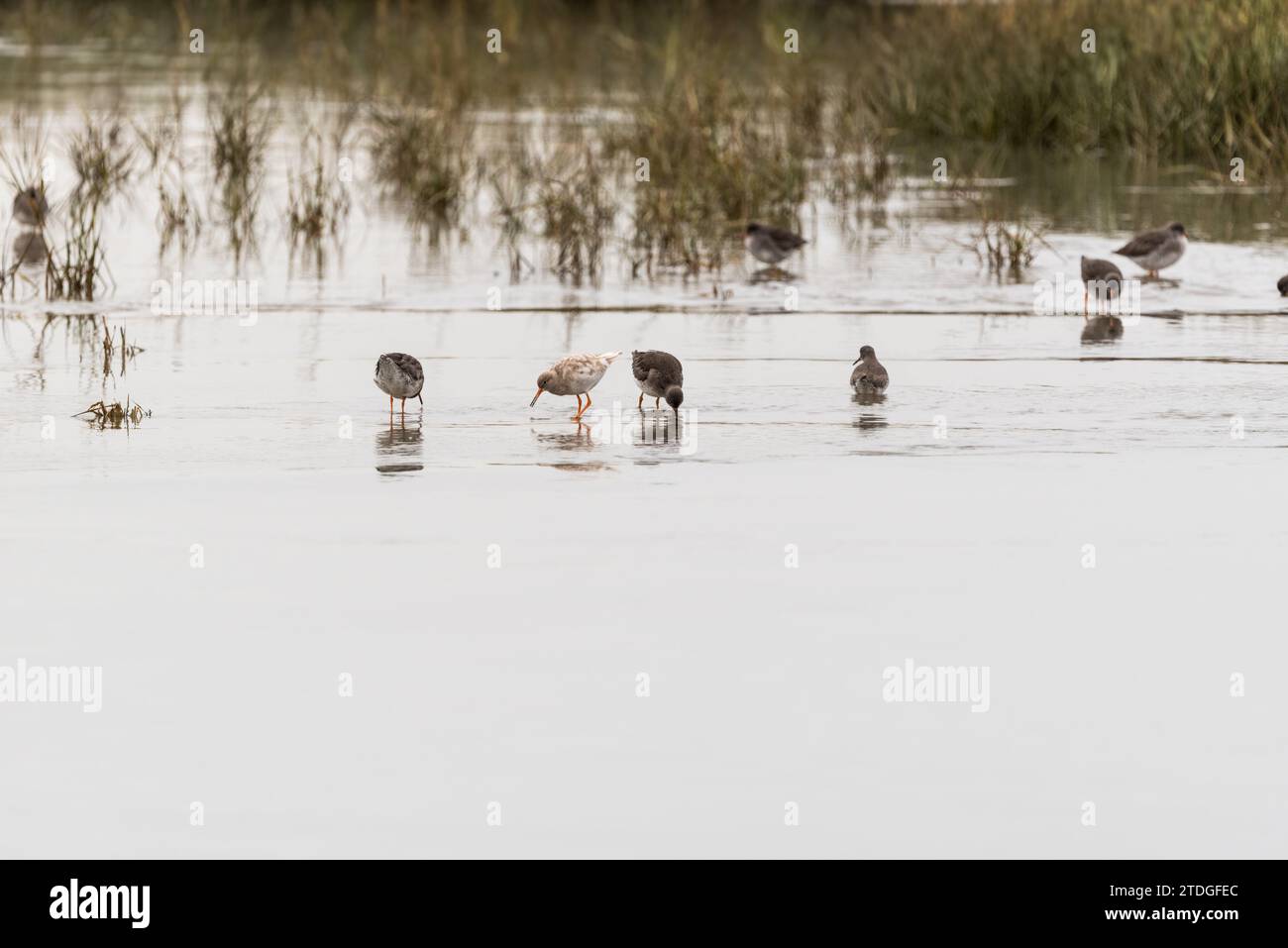 A flock of foraging Redshank (Trina totanus) at Leigh on Sea. One bird ...
