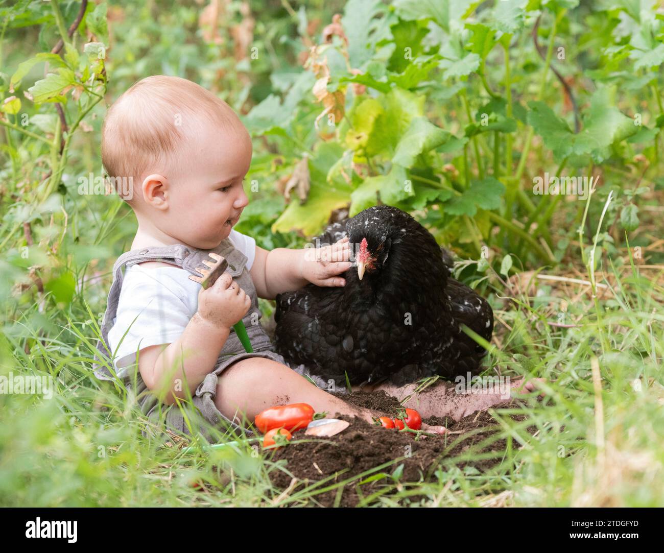 young baby gardening with chicken in her kitchen garden Stock Photo - Alamy