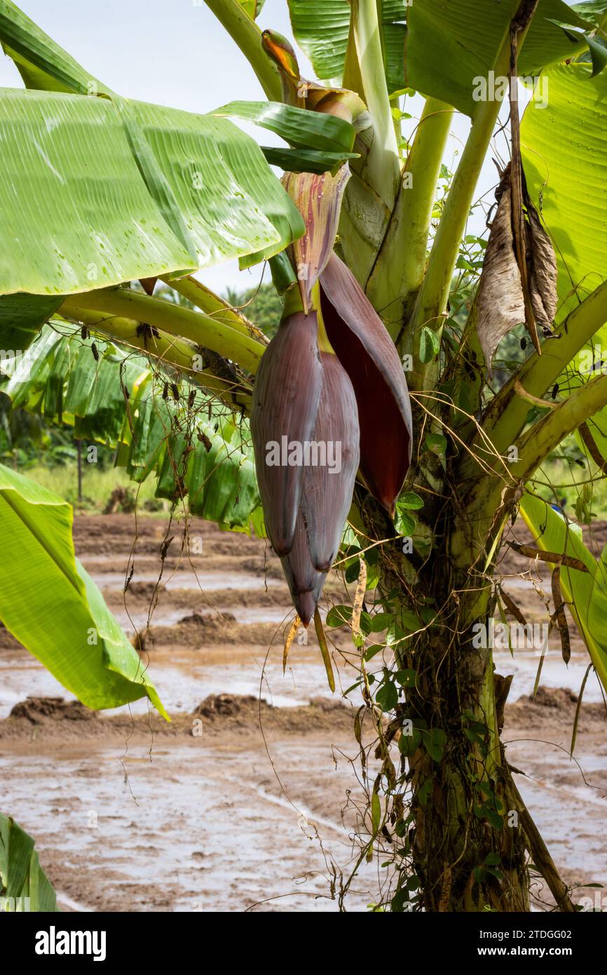 Blossom of the banana tree hi-res stock photography and images - Alamy