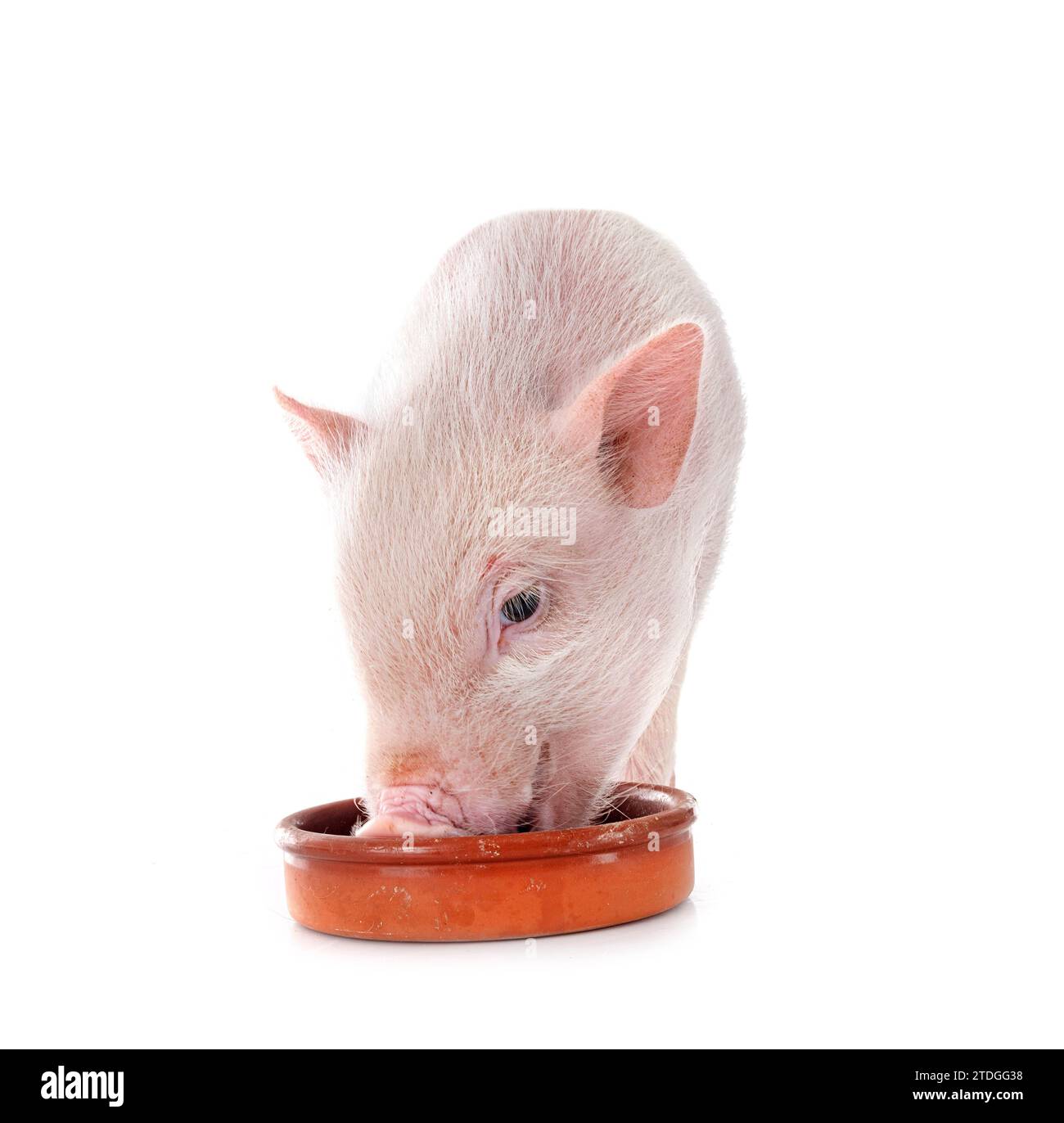 pink miniature pig in front of white background Stock Photo - Alamy