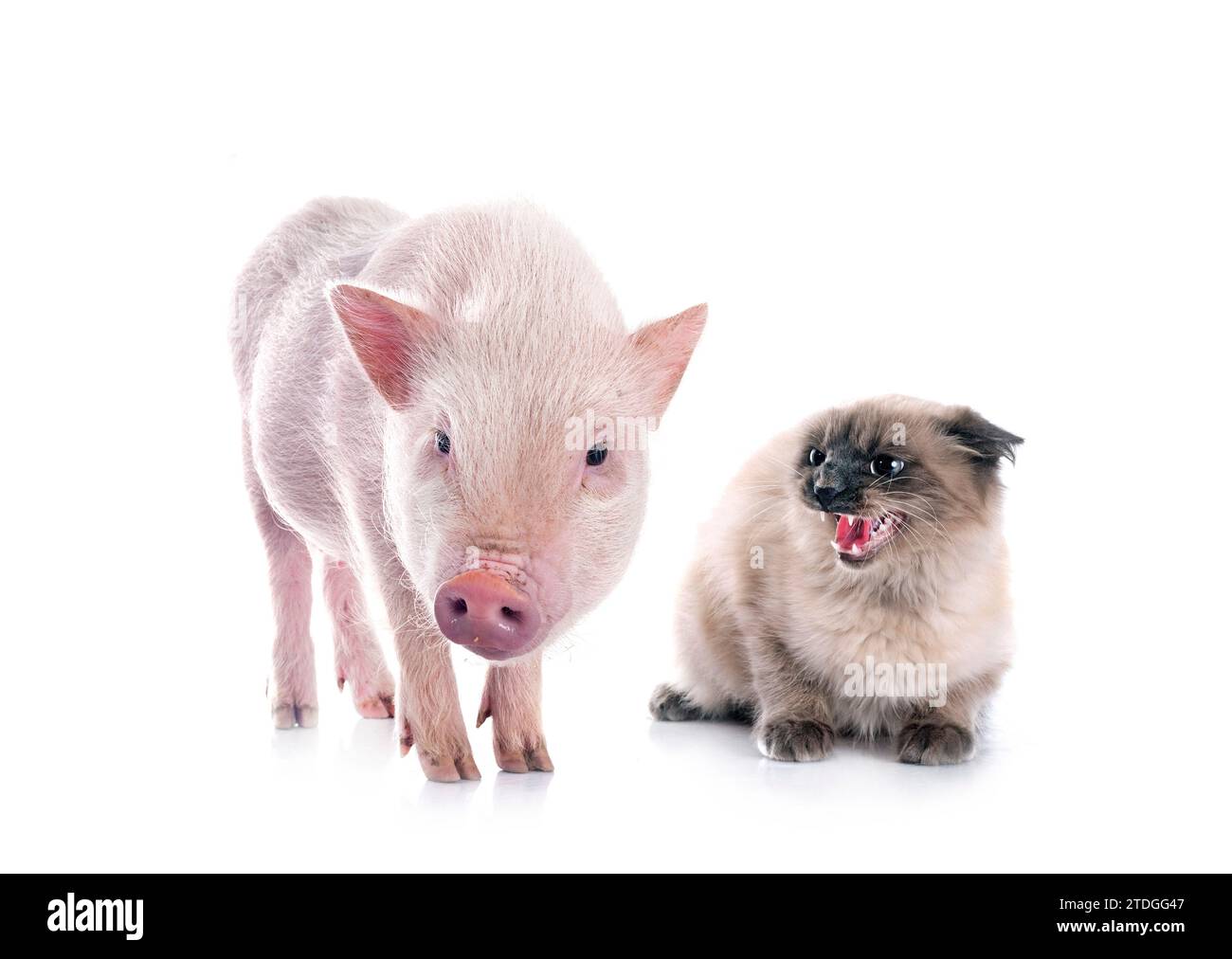 pink miniature pig and siamese cat in front of white background Stock ...