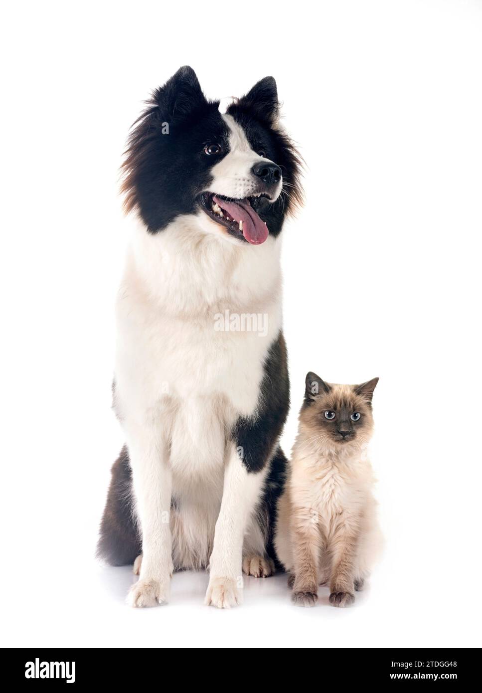 young Yakutian Laika and siamese cat in front of white background Stock ...