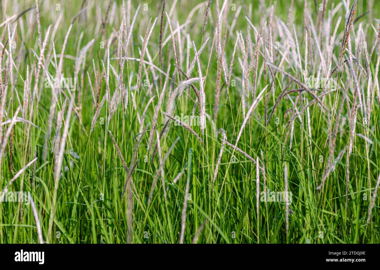 Cogon grass hi-res stock photography and images - Alamy