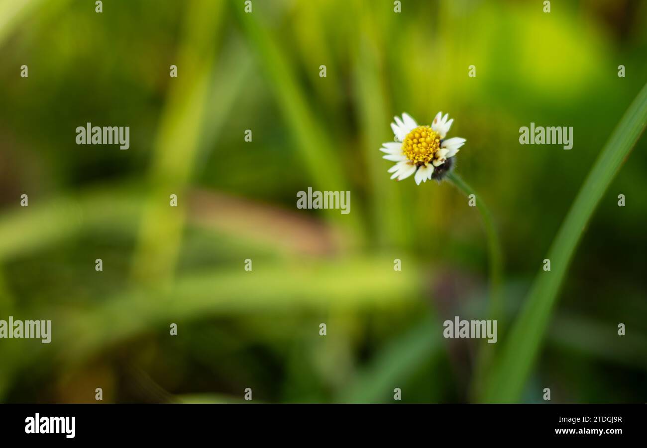 Tridax procumbens flowers that grow on the beach, image of wild flowers ...