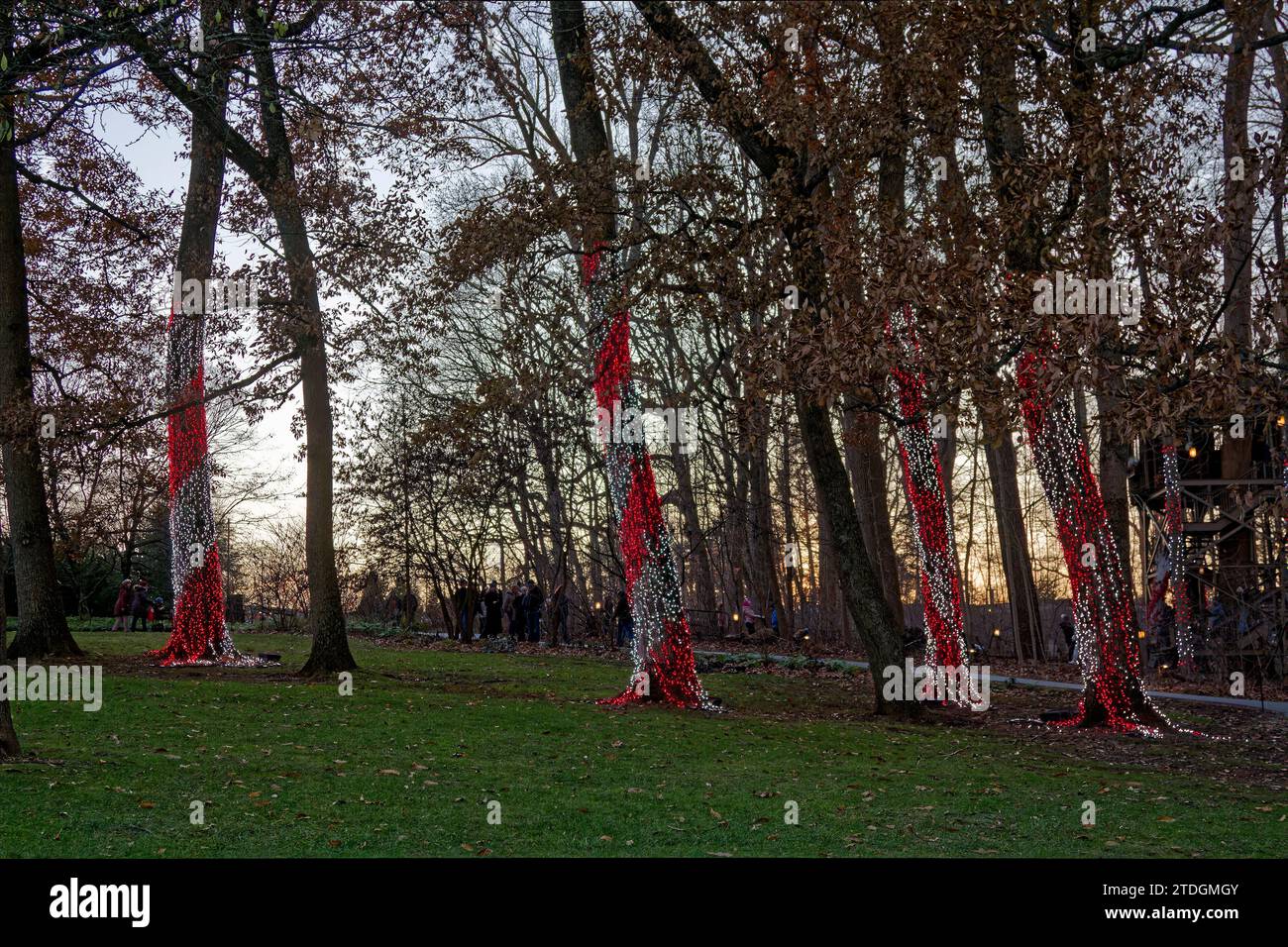 lighted tree trunks, red, white, resemble candy canes, dusk, Christmas ...