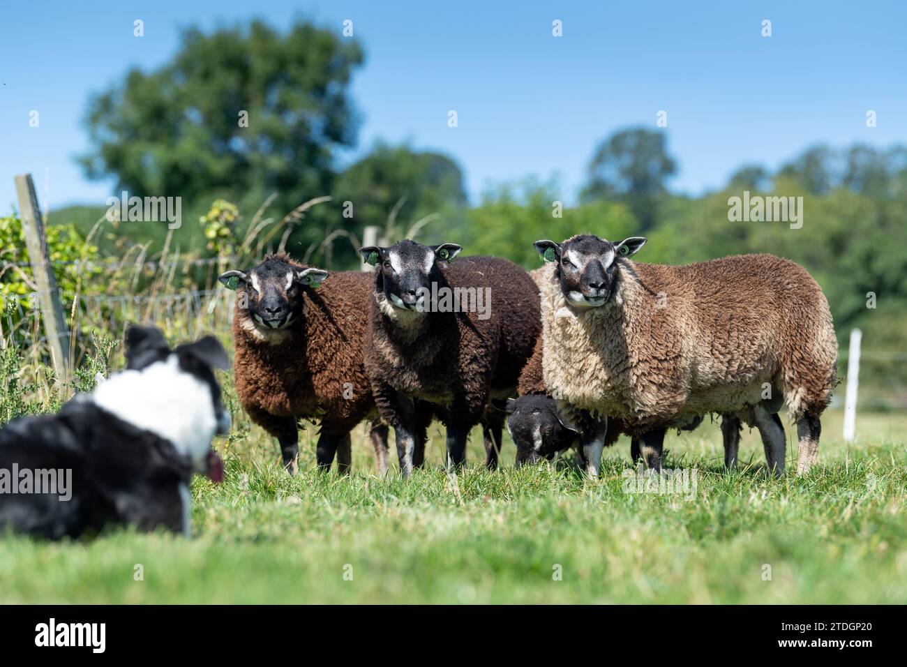 Badger Faced Texel sheep, a Dutch breed imported into the UK Stock ...