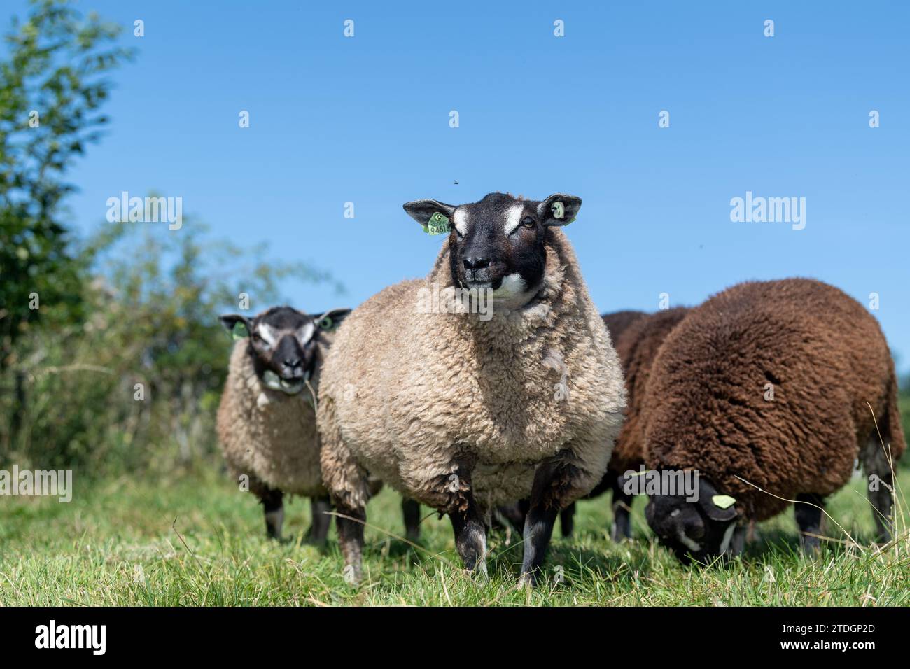 Badger Faced Texel sheep, a Dutch breed imported into the UK Stock ...
