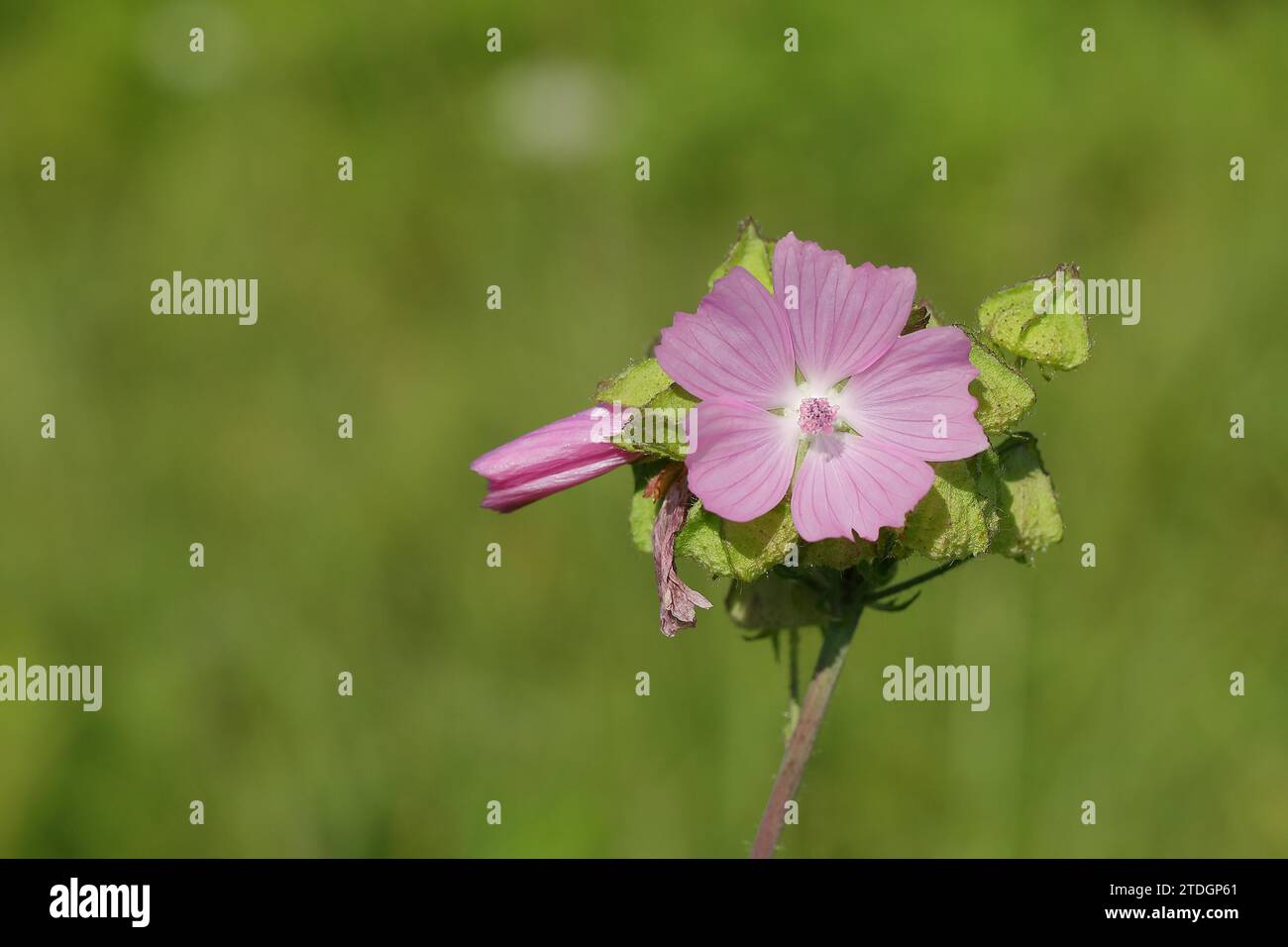 Common mallow (Malva sylvestris), flowering by the roadside, Wilnsdorf ...
