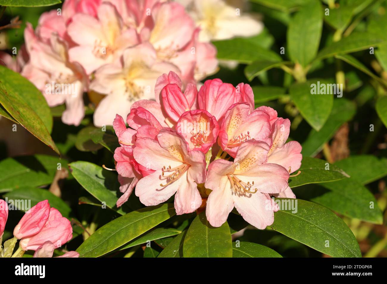 Rhododendron flowers (Rhododendron Homer), salmon-coloured flowers, in ...