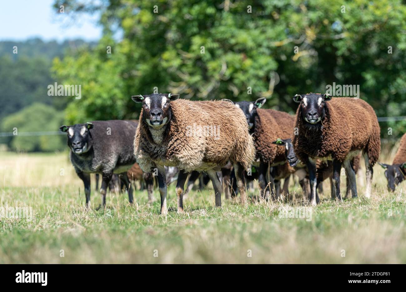 Badger Faced Texel sheep, a Dutch breed imported into the UK Stock ...