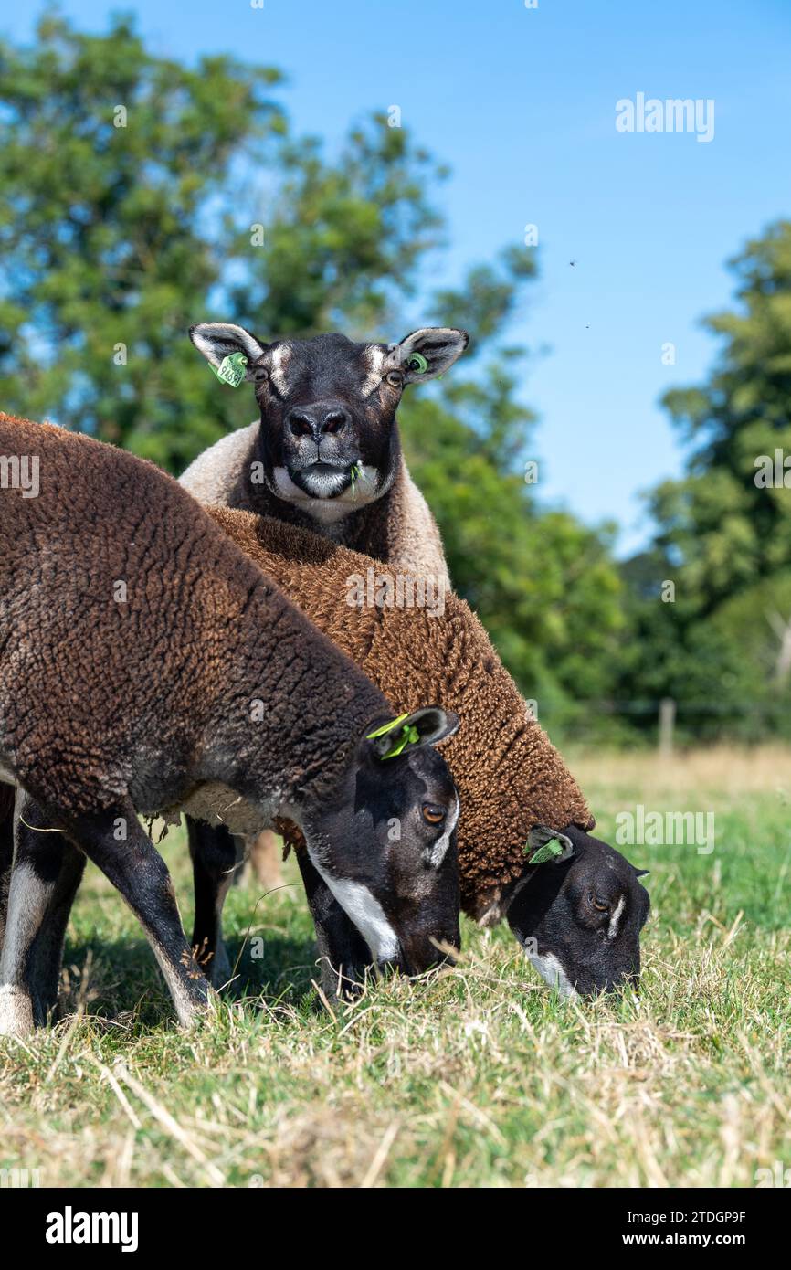 Badger Faced Texel sheep, a Dutch breed imported into the UK Stock ...