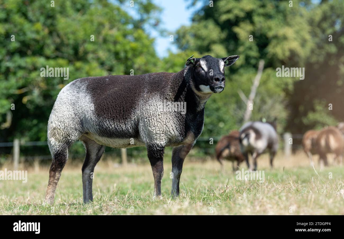Badger Faced Texel sheep, a Dutch breed imported into the UK Stock ...