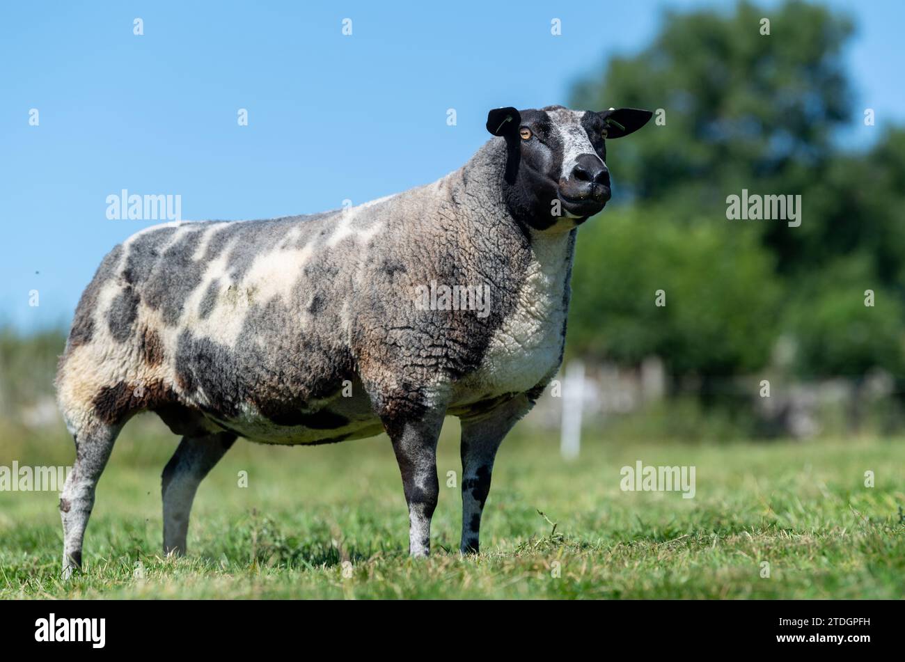 Flock of Dutch Spotted sheep in pasture, Cumbria, UK. The beed ...