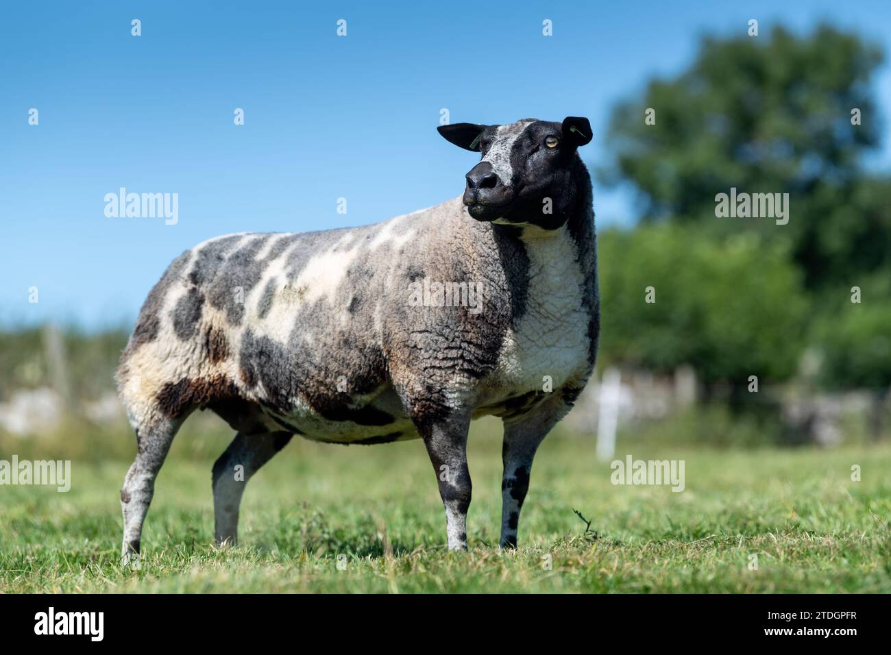 Flock of Dutch Spotted sheep in pasture, Cumbria, UK. The beed ...