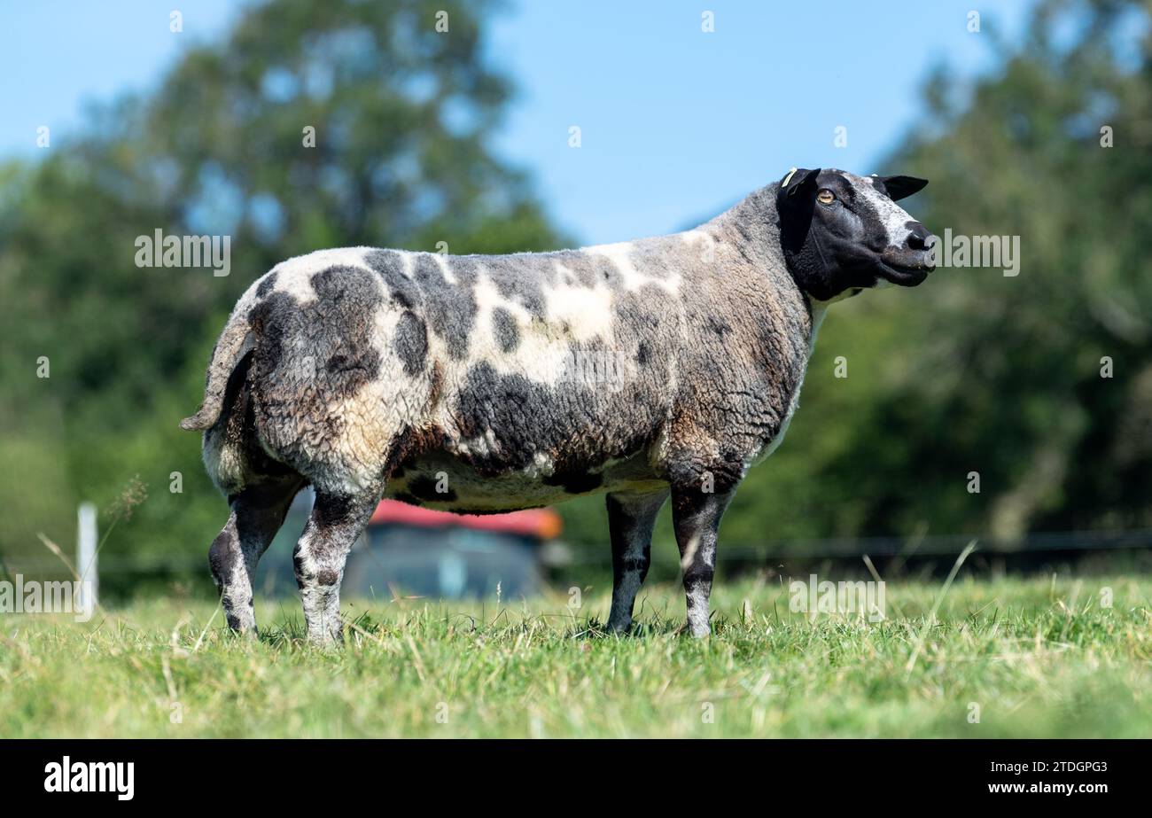 Flock of Dutch Spotted sheep in pasture, Cumbria, UK. The beed ...