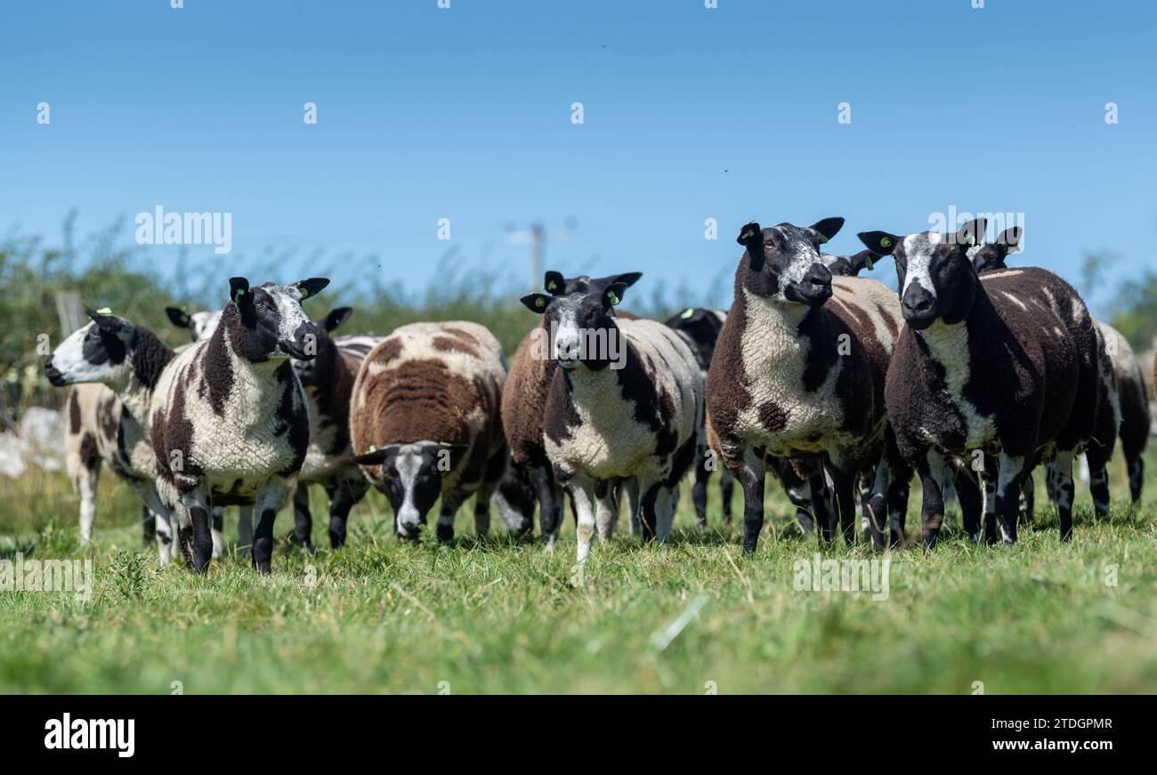 Flock of Dutch Spotted sheep in pasture, Cumbria, UK. The beed ...