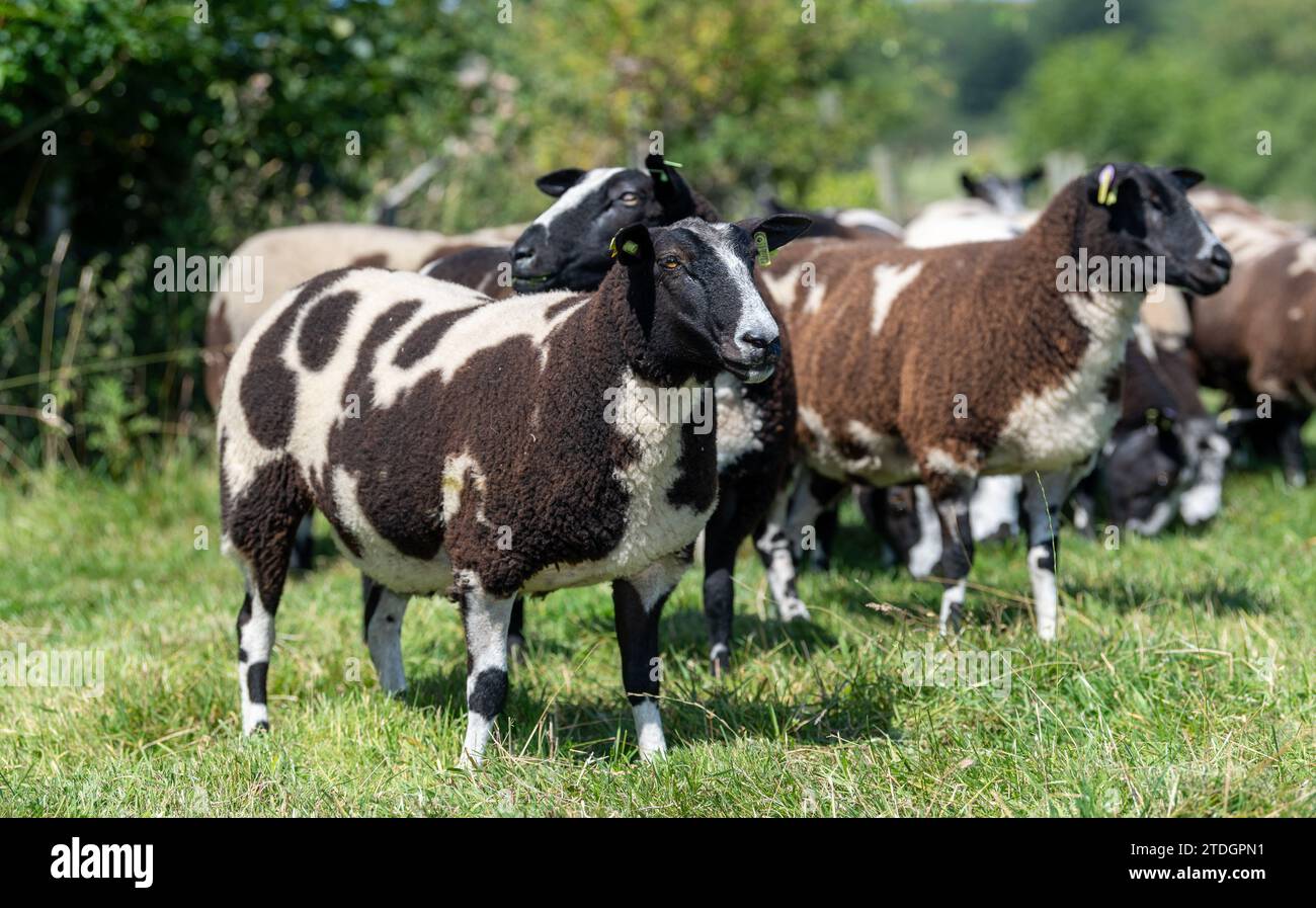 Dutch spotted sheep hi-res stock photography and images - Alamy