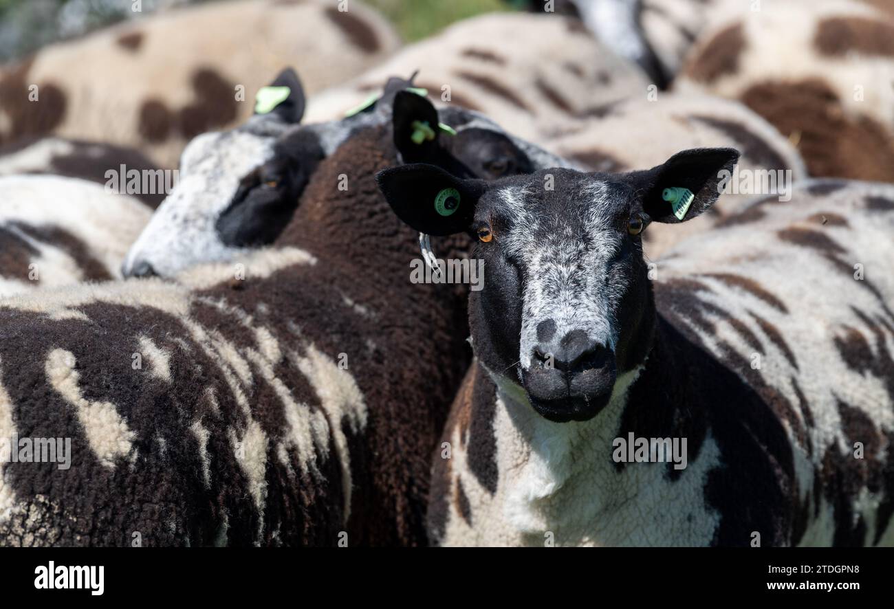 Flock of Dutch Spotted sheep in pasture, Cumbria, UK. The beed ...