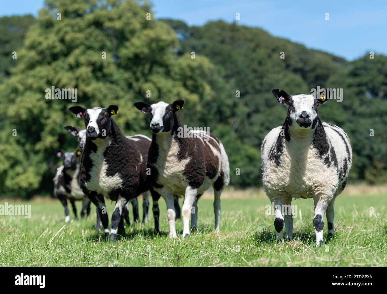 Flock of Dutch Spotted sheep in pasture, Cumbria, UK. The beed ...
