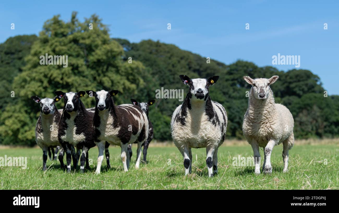 Flock of Dutch Spotted sheep in pasture, Cumbria, UK. The beed ...