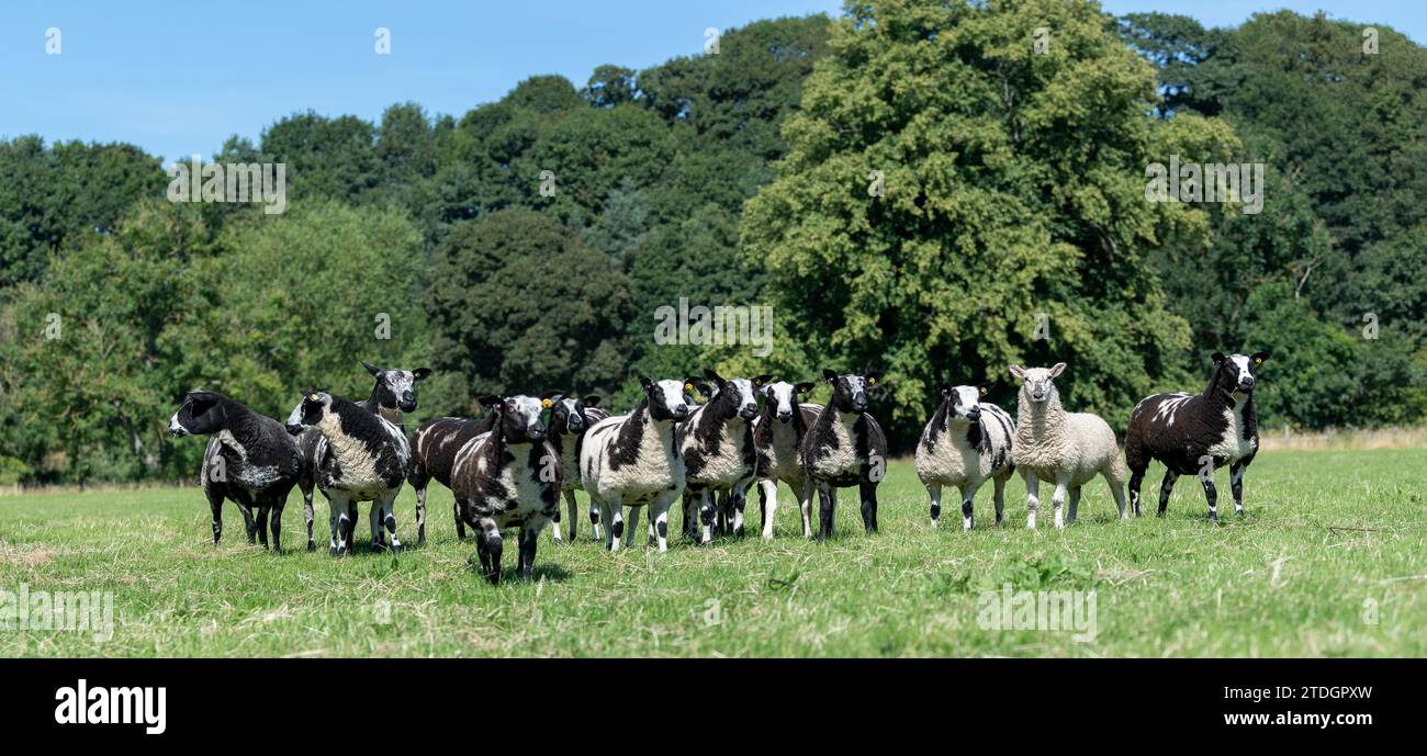 Flock of Dutch Spotted sheep in pasture, Cumbria, UK. The beed ...