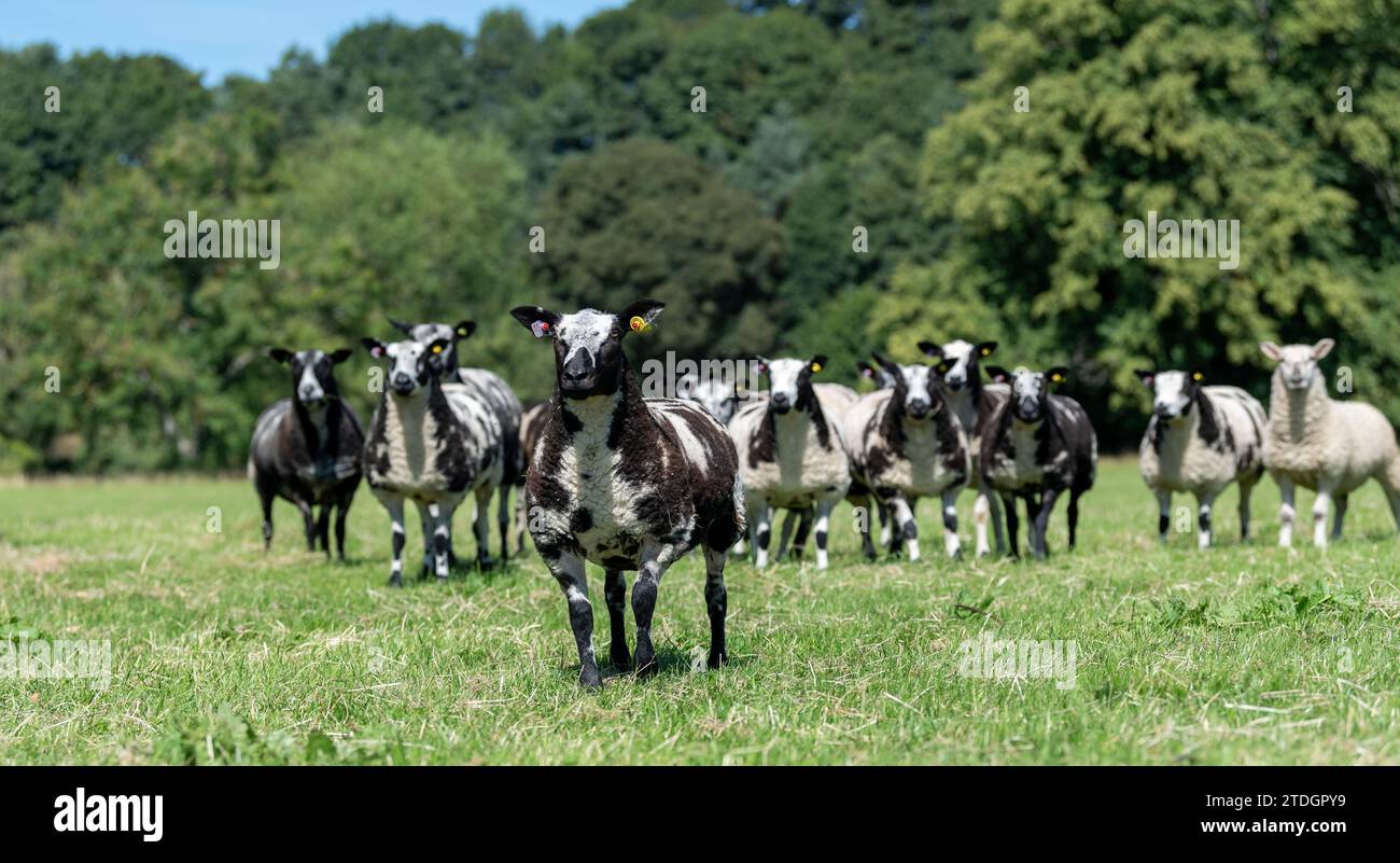 Flock of Dutch Spotted sheep in pasture, Cumbria, UK. The beed ...