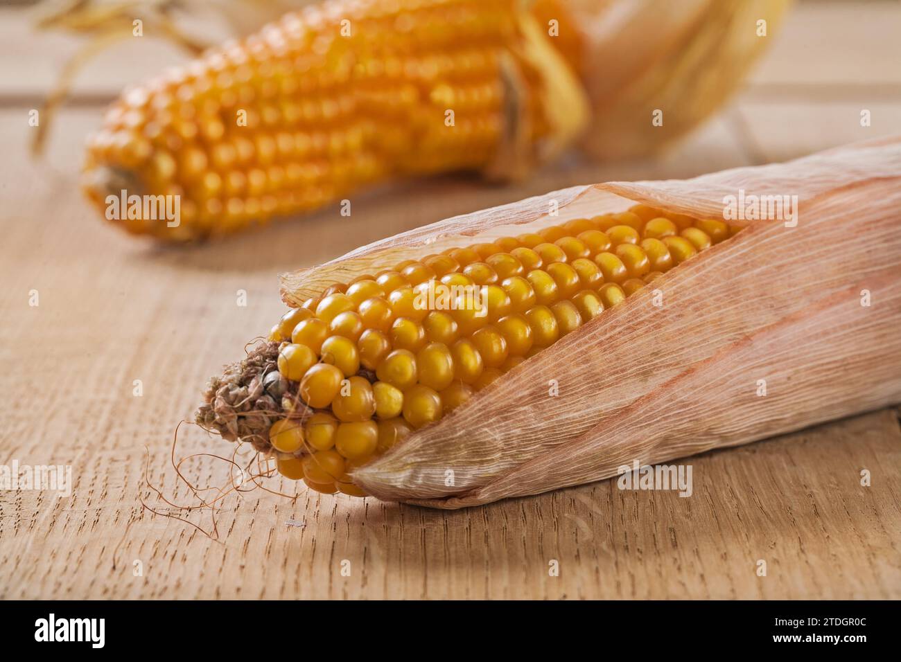 Ear corn close up hi-res stock photography and images - Alamy