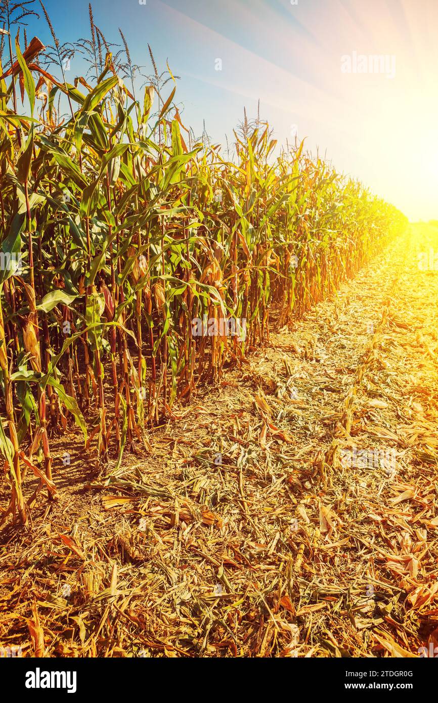 Edge of a harvested corn field Instagram Stile Stock Photo - Alamy