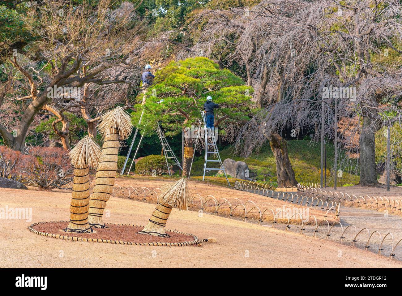 Traditional rolled-up Shimoyoke winter covers for cycad or tiger's claw ...