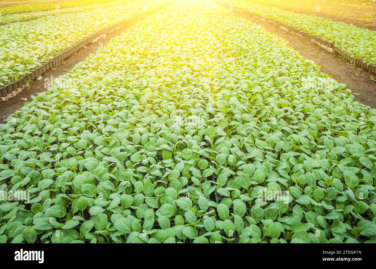 Cabbage seedlings hi-res stock photography and images - Alamy