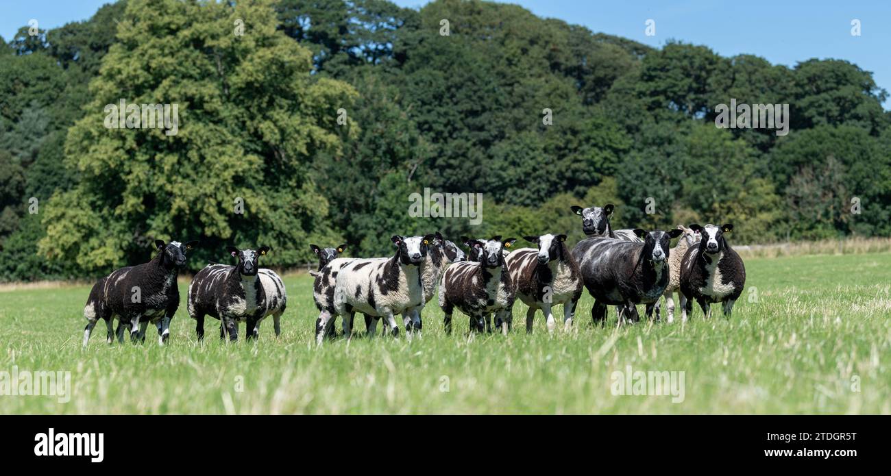 Flock of Dutch Spotted sheep in pasture, Cumbria, UK. The beed ...
