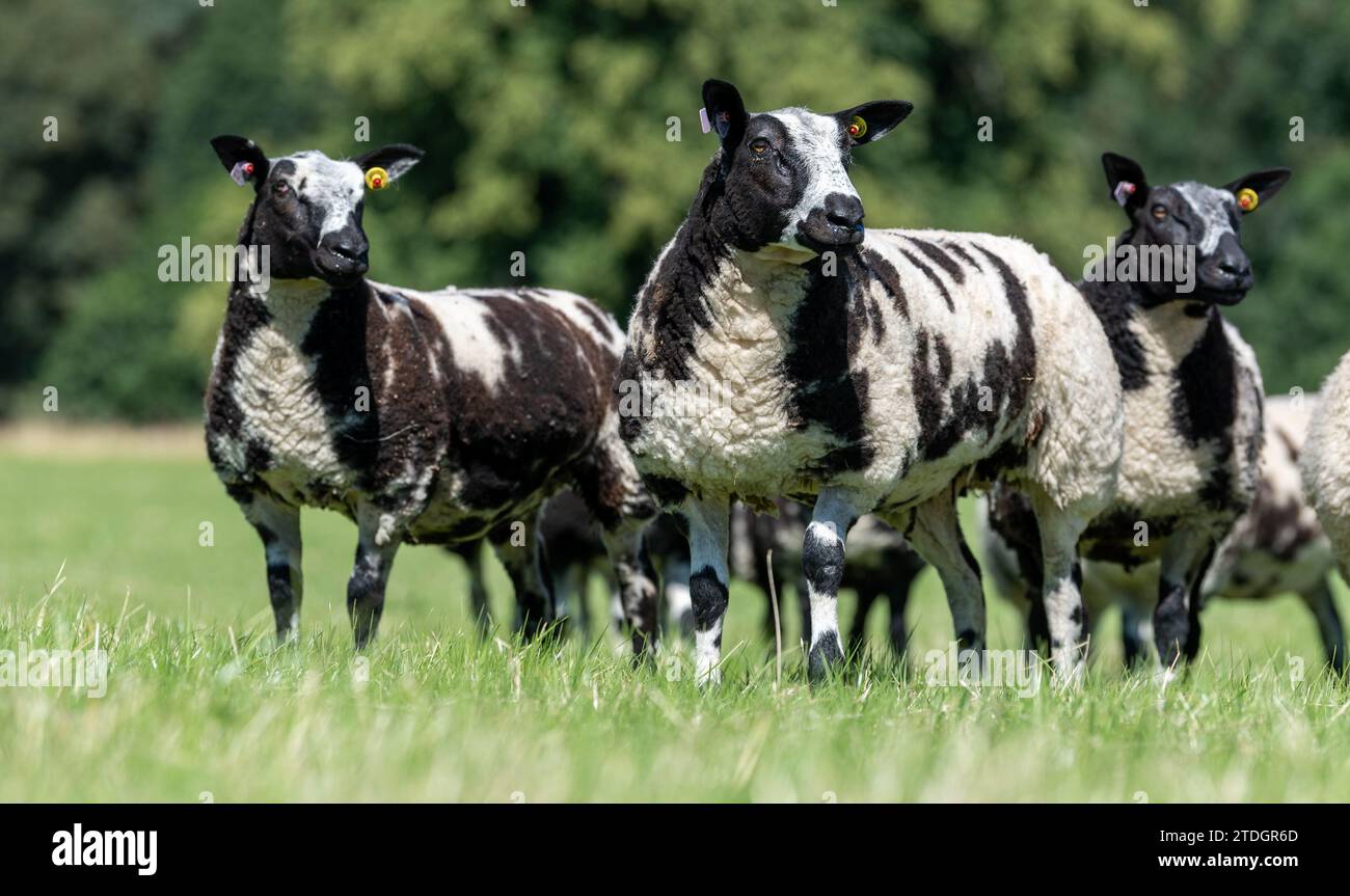 Flock of Dutch Spotted sheep in pasture, Cumbria, UK. The beed ...