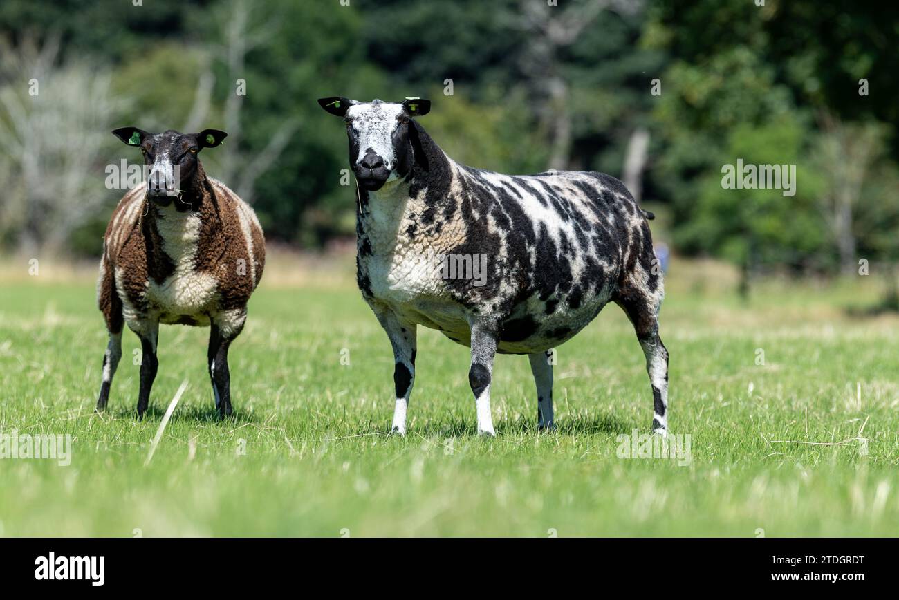 Flock of Dutch Spotted sheep in pasture, Cumbria, UK. The beed ...