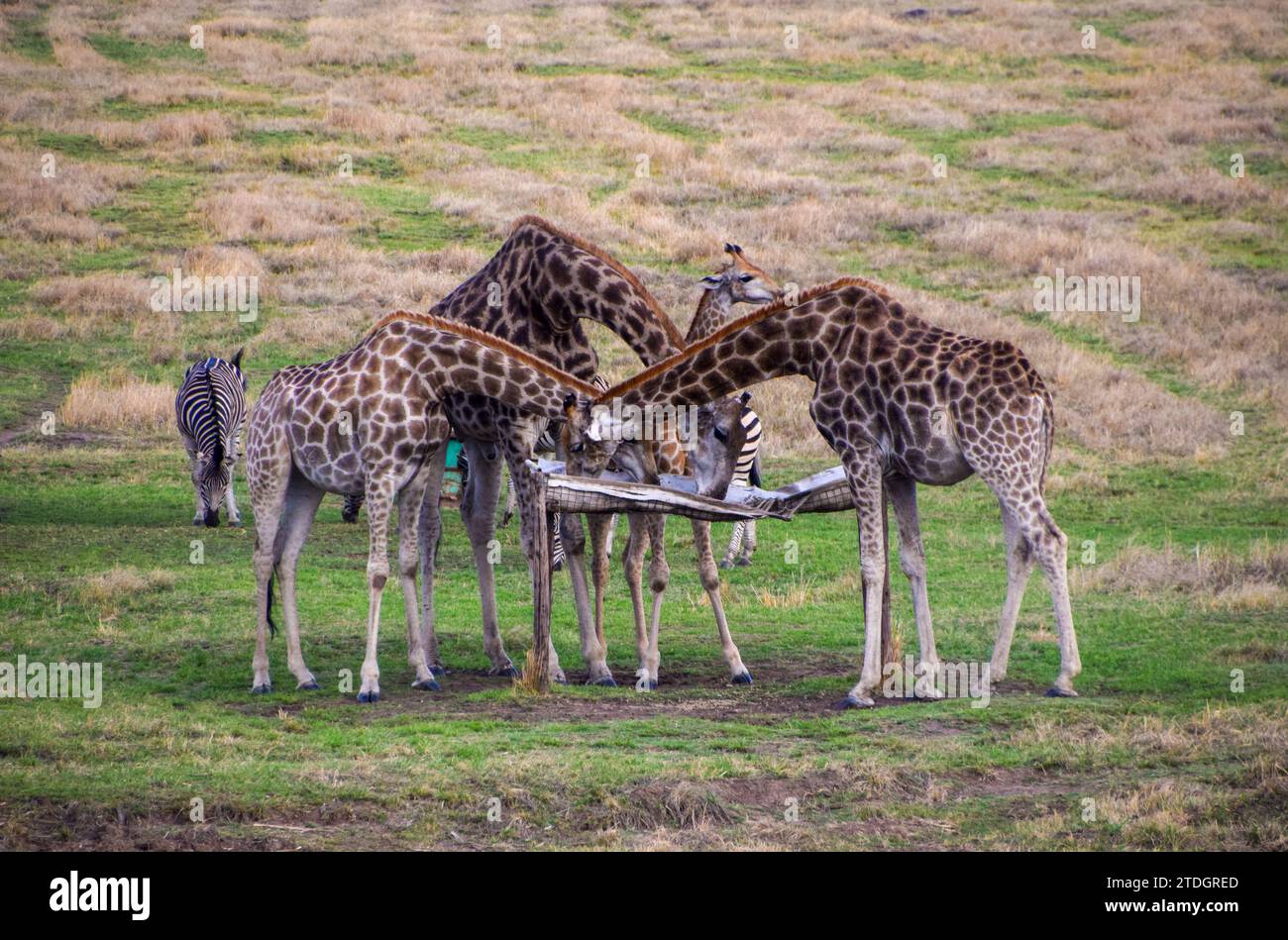 Adult giraffes eat at a feeding spot at Mukuvisi Woodlands in Harare ...