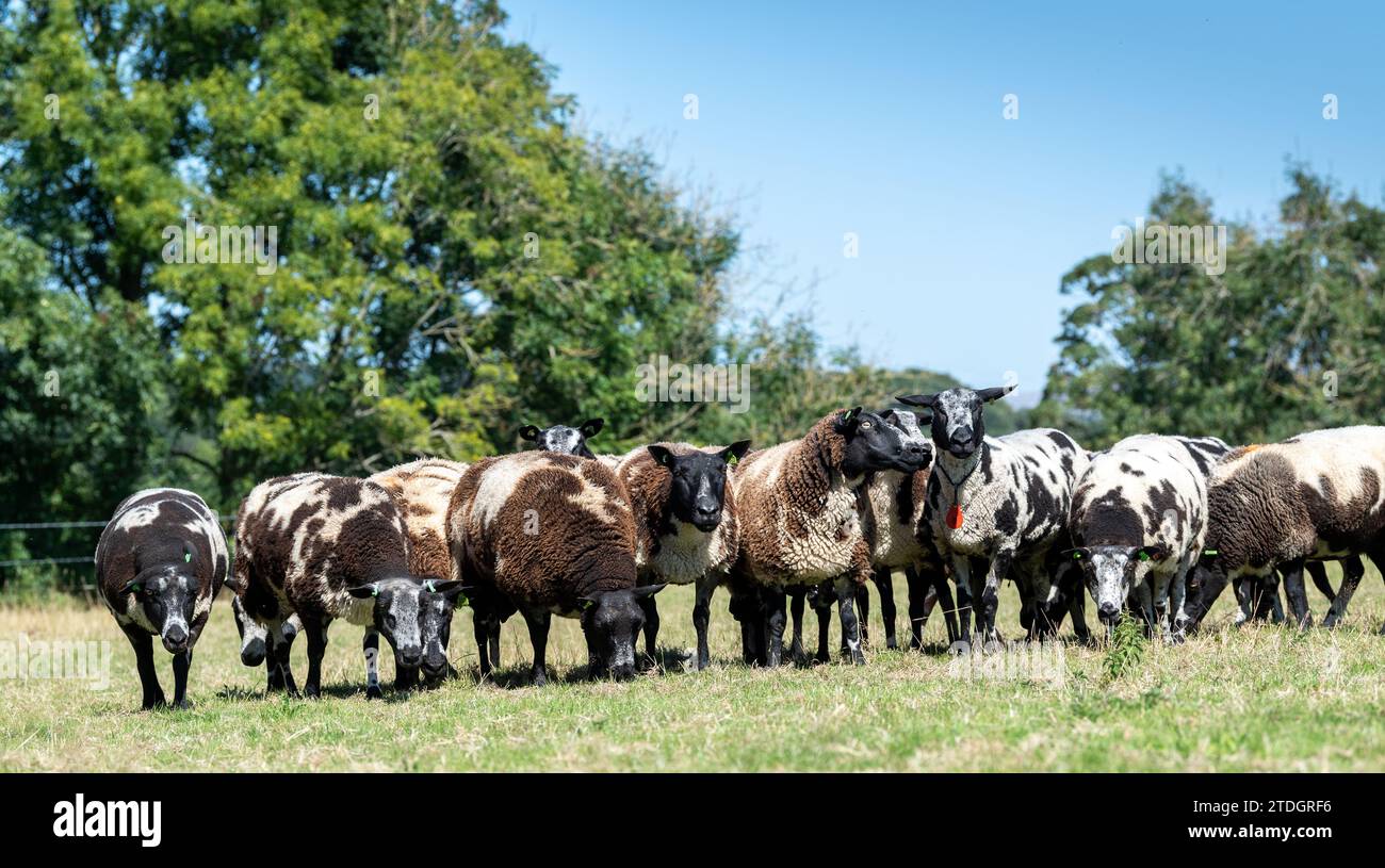 Flock of Dutch Spotted sheep in pasture, Cumbria, UK. The beed ...
