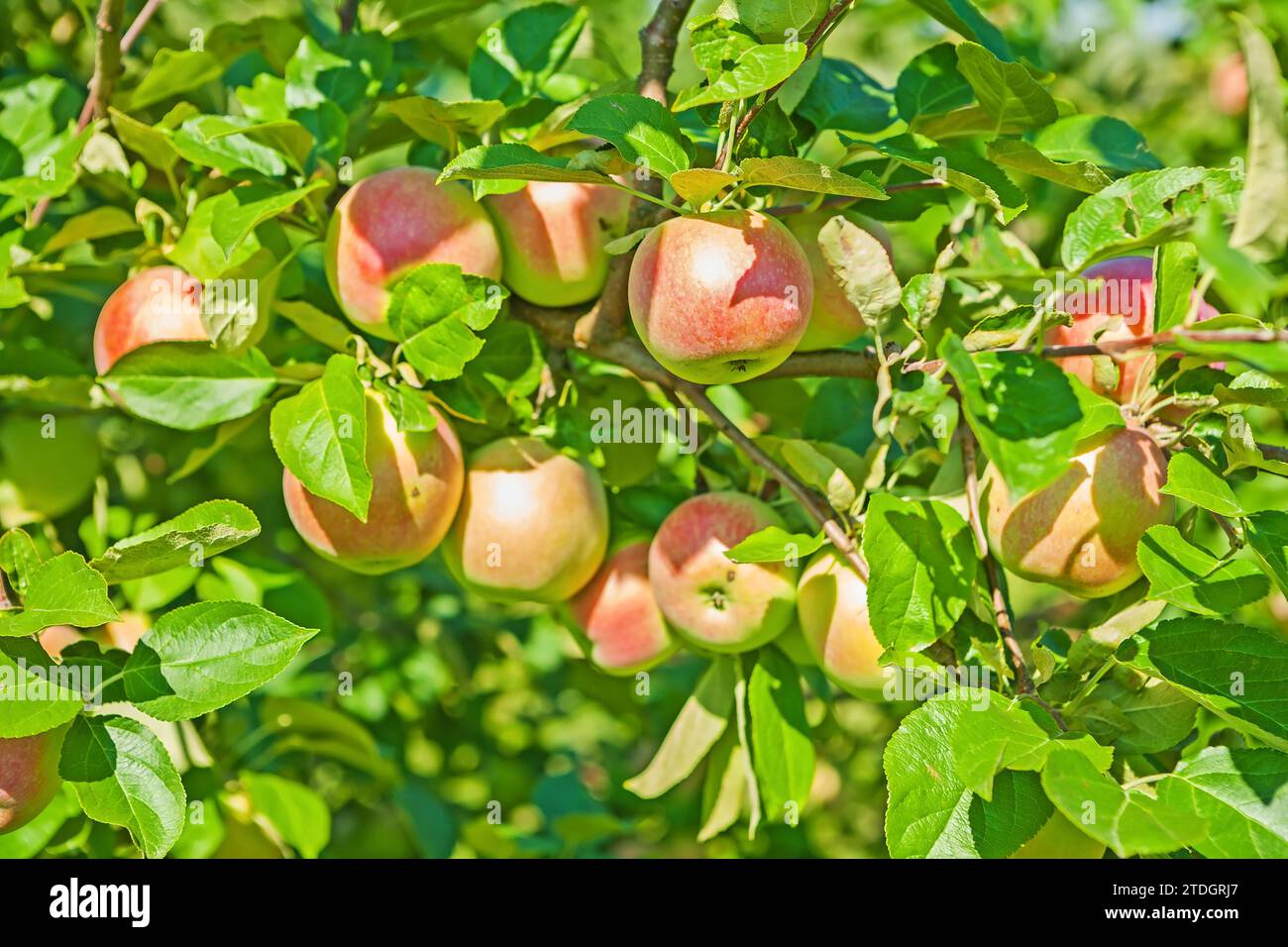 Cultivation of apples Stock Photo - Alamy