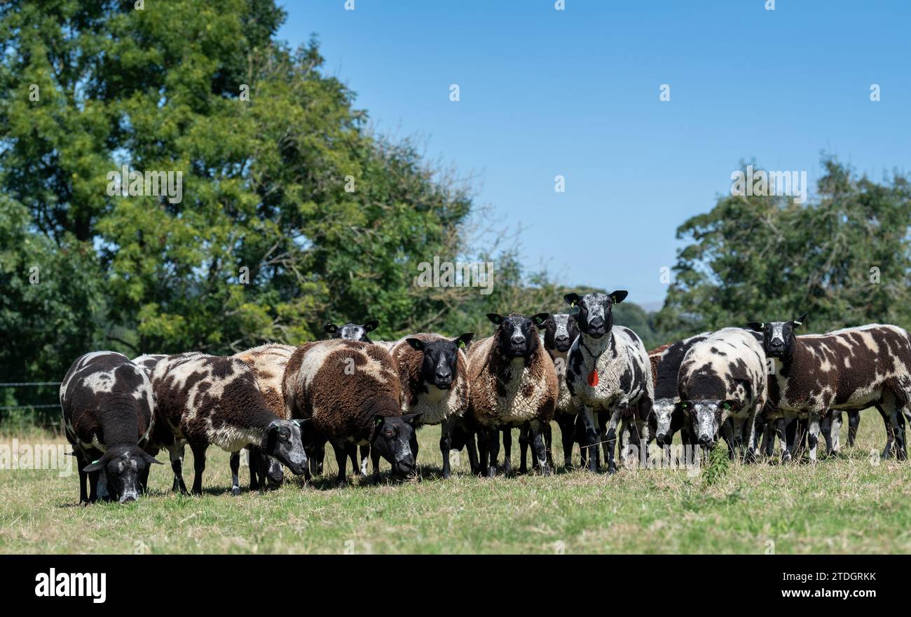 Flock of Dutch Spotted sheep in pasture, Cumbria, UK. The beed ...