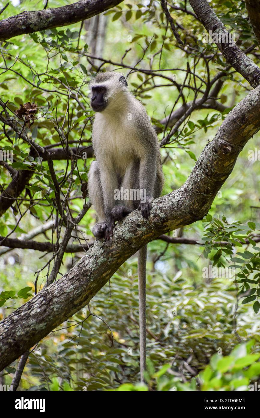 An adult vervet monkey on a tree in a nature reserve in Zimbabwe Stock ...